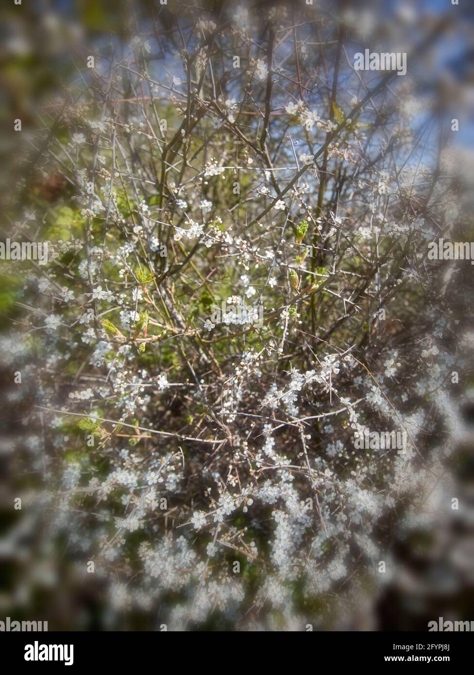 Spring Hawthorne flowers and blue sky as intimate landscape Stock Photo ...