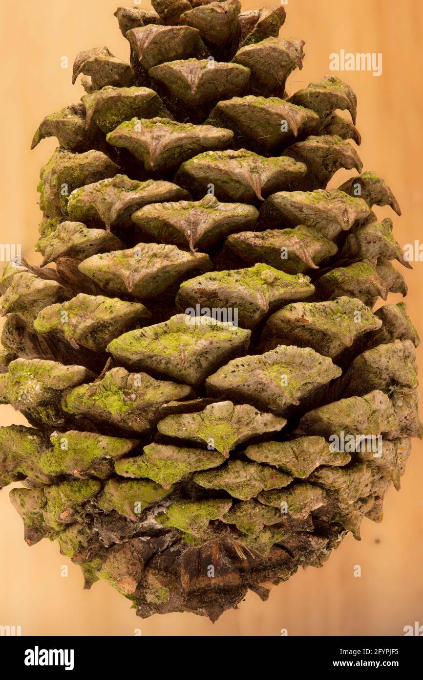 Very close-up (macro) of pine cone, natural textures and patterns in ...