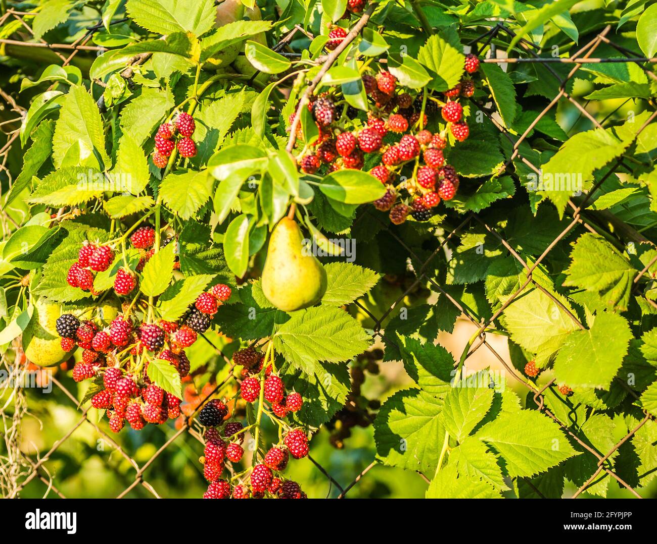 The fruits of blackberries on a wire woven fence Stock Photo - Alamy
