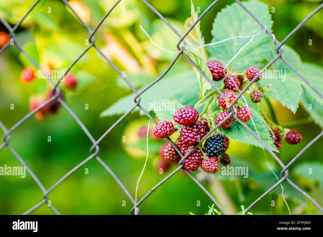 The fruits of blackberries on a wire woven fence Stock Photo - Alamy