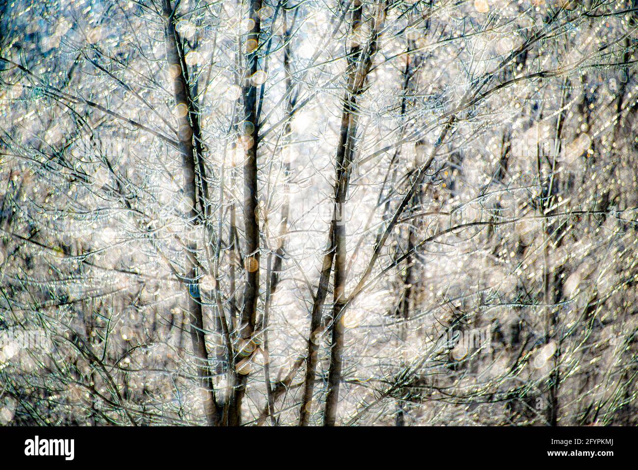 Ice covered trees with light refraction rainbows Stock Photo - Alamy