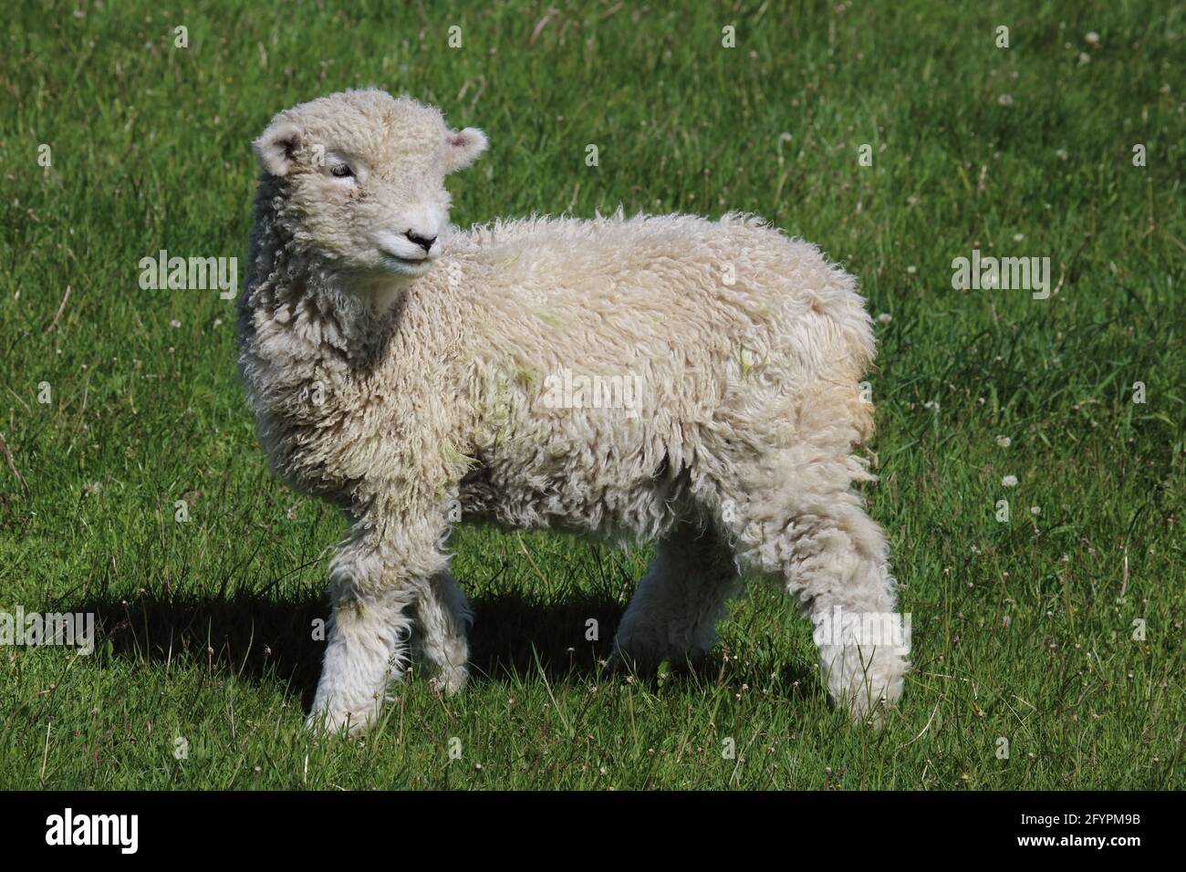 Romneyschaf / Romney sheep / Ovis Stock Photo - Alamy