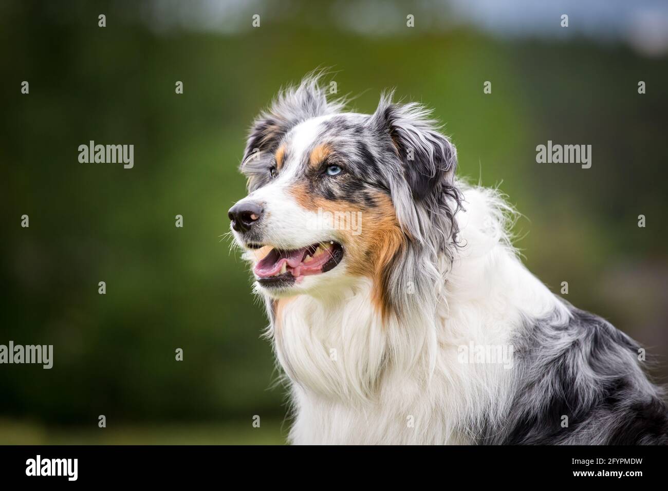 Australian shepherd head hi-res stock photography and images - Alamy