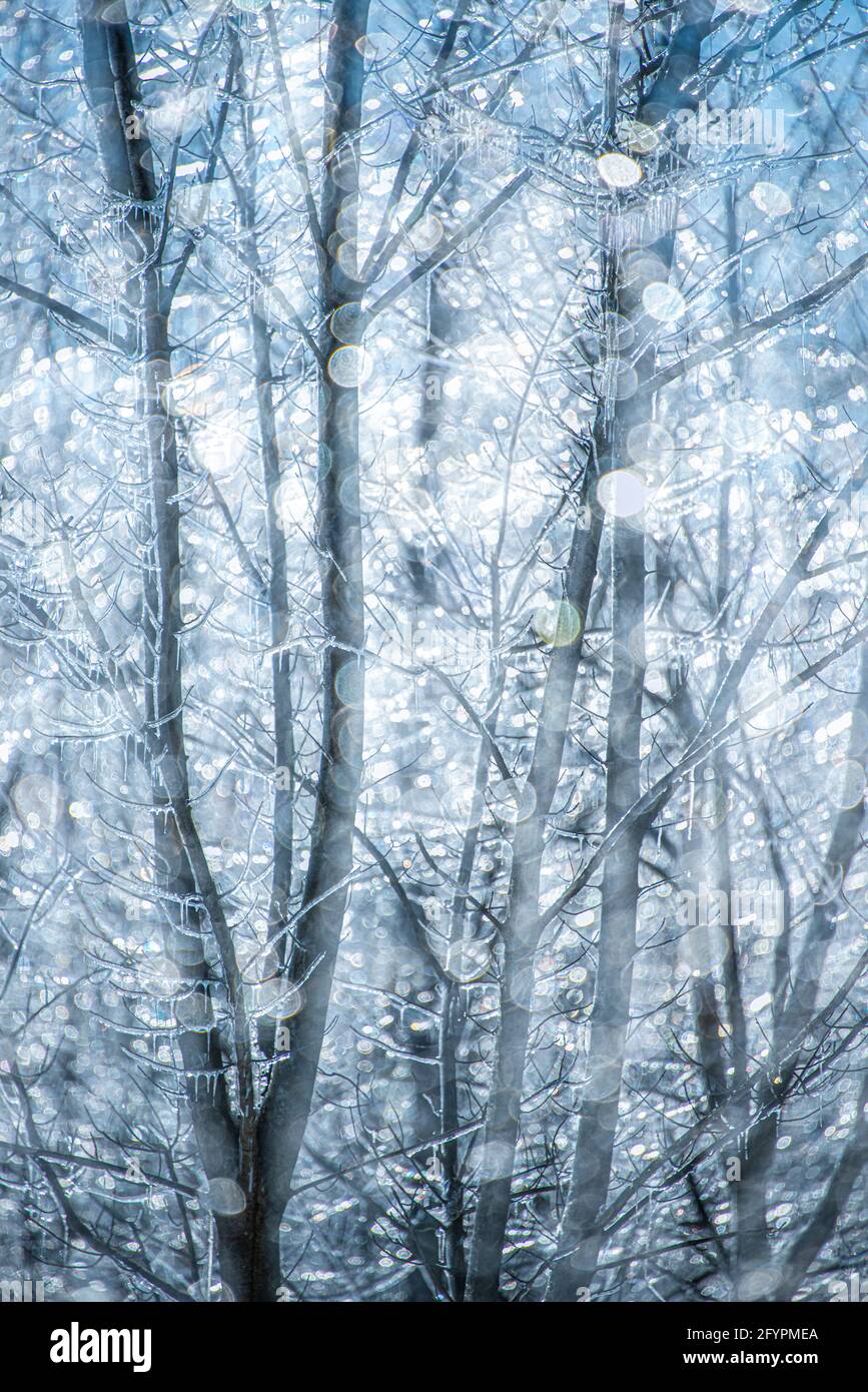 Ice covered trees with light refraction rainbows Stock Photo - Alamy