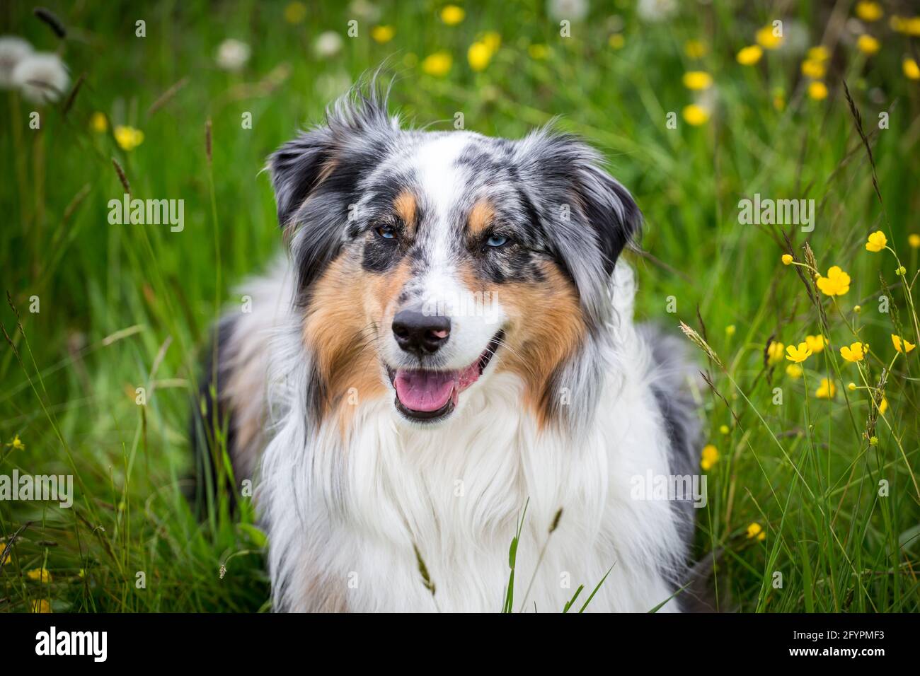 Australian shepherd head hi-res stock photography and images - Alamy