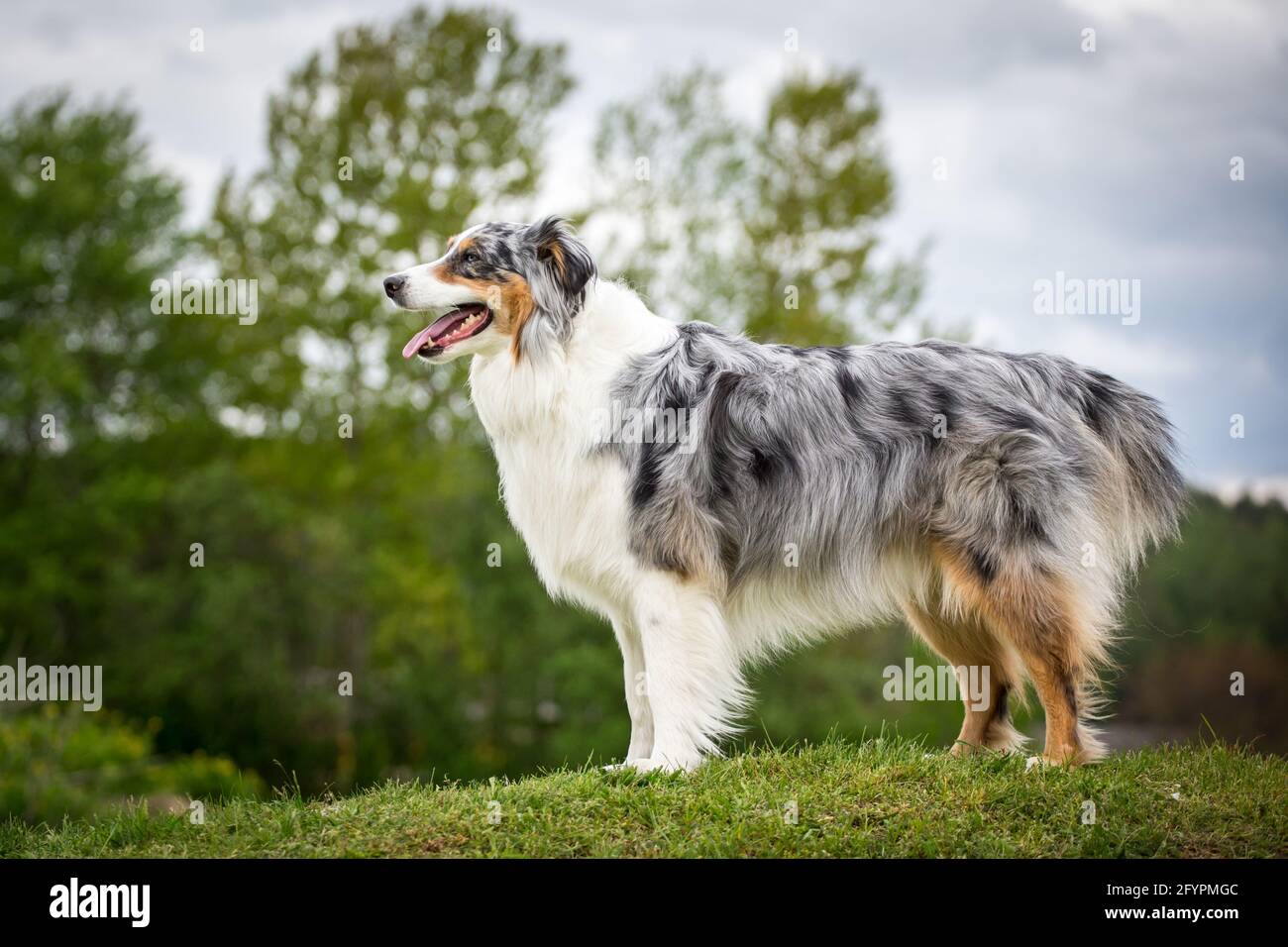 Australian shepherd standing hi-res stock photography and images - Alamy