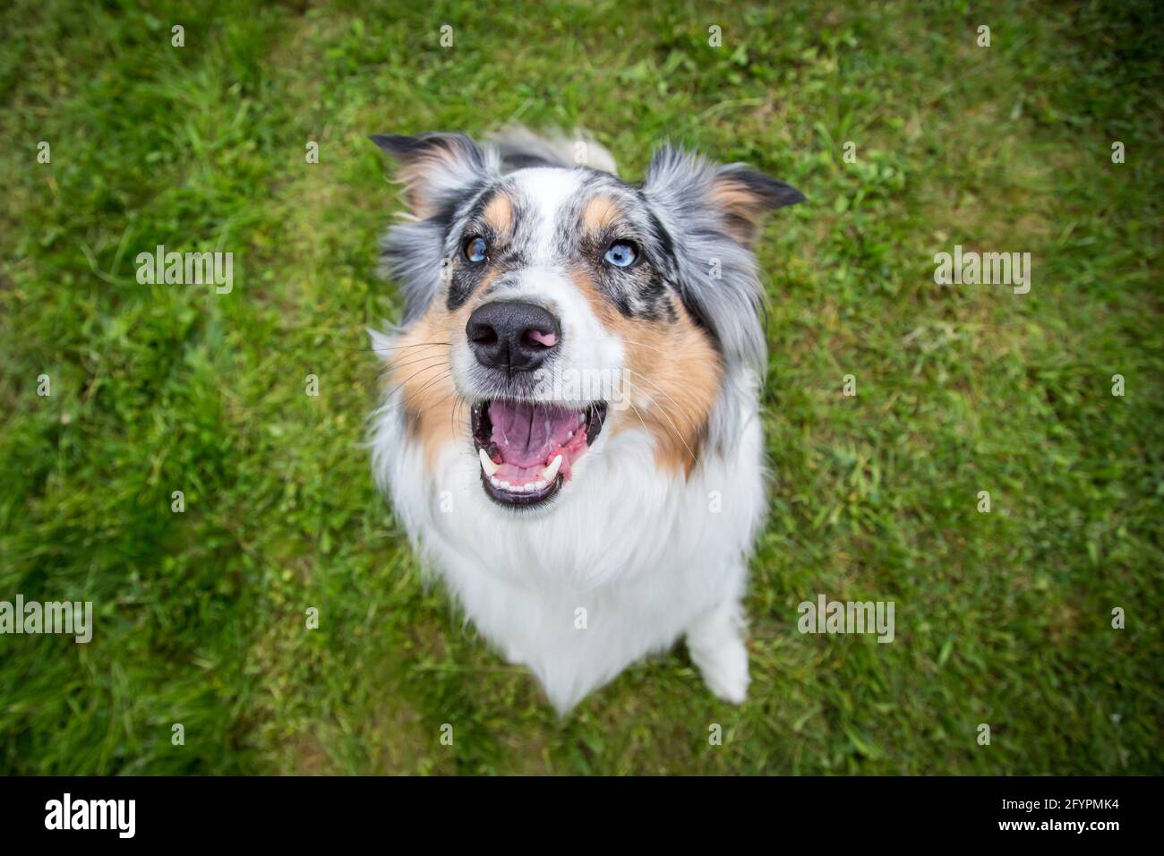 Australian Shepherd barking Stock Photo - Alamy
