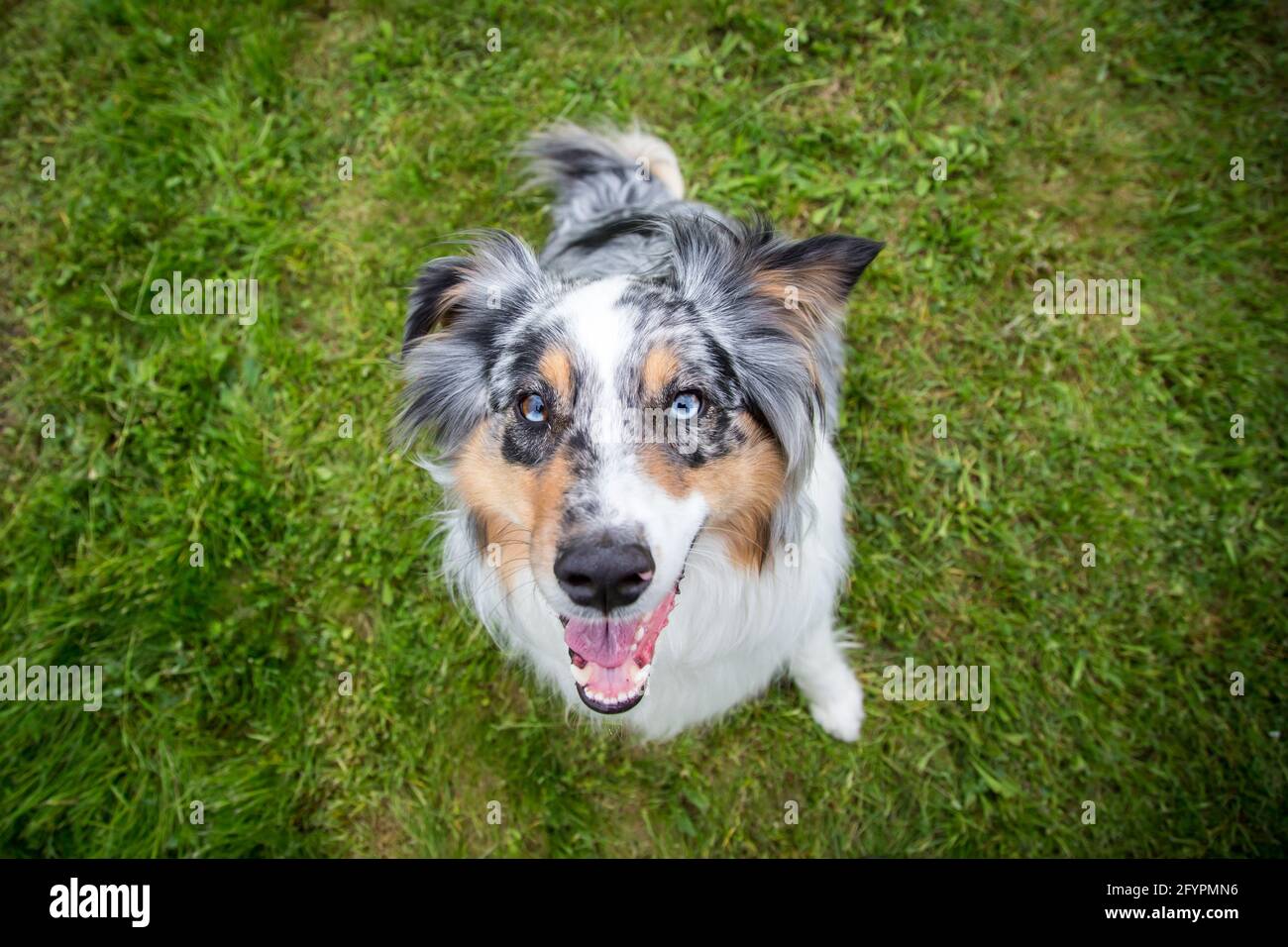 Shepherd barking hi-res stock photography and images - Alamy