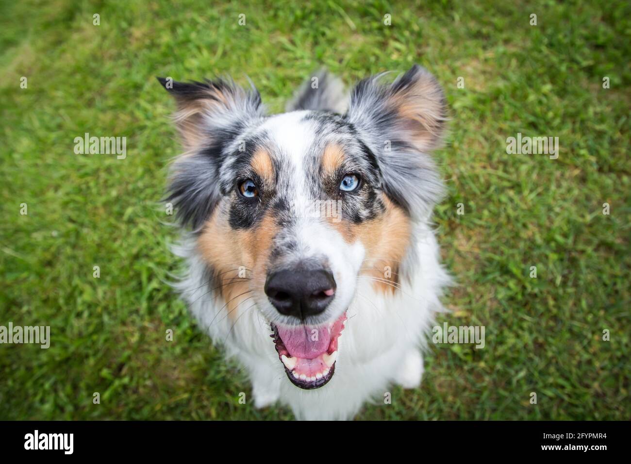 Aussie barking hi-res stock photography and images - Alamy