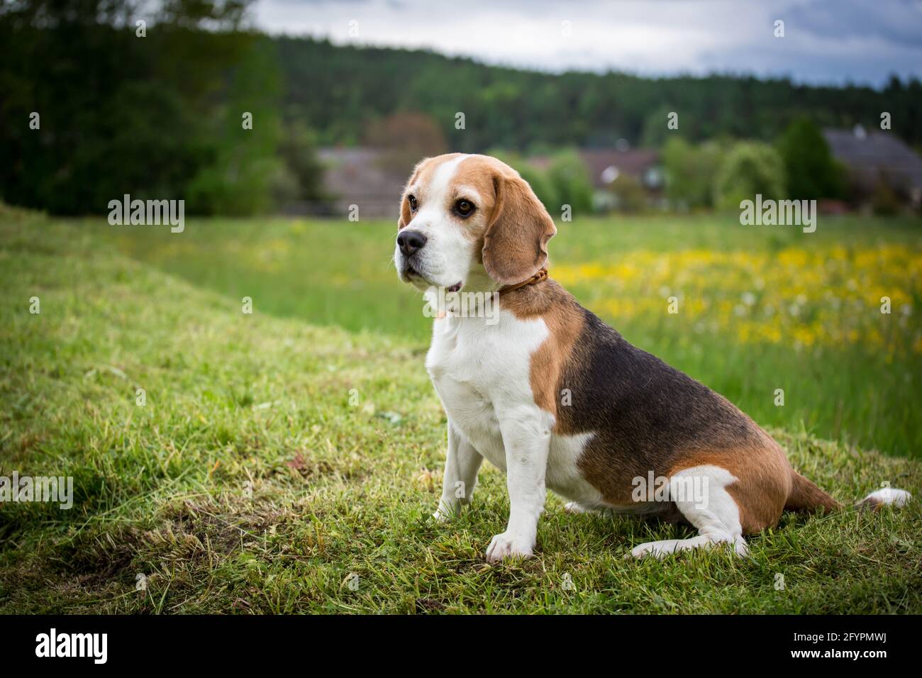 Sitting beagle hi-res stock photography and images - Alamy