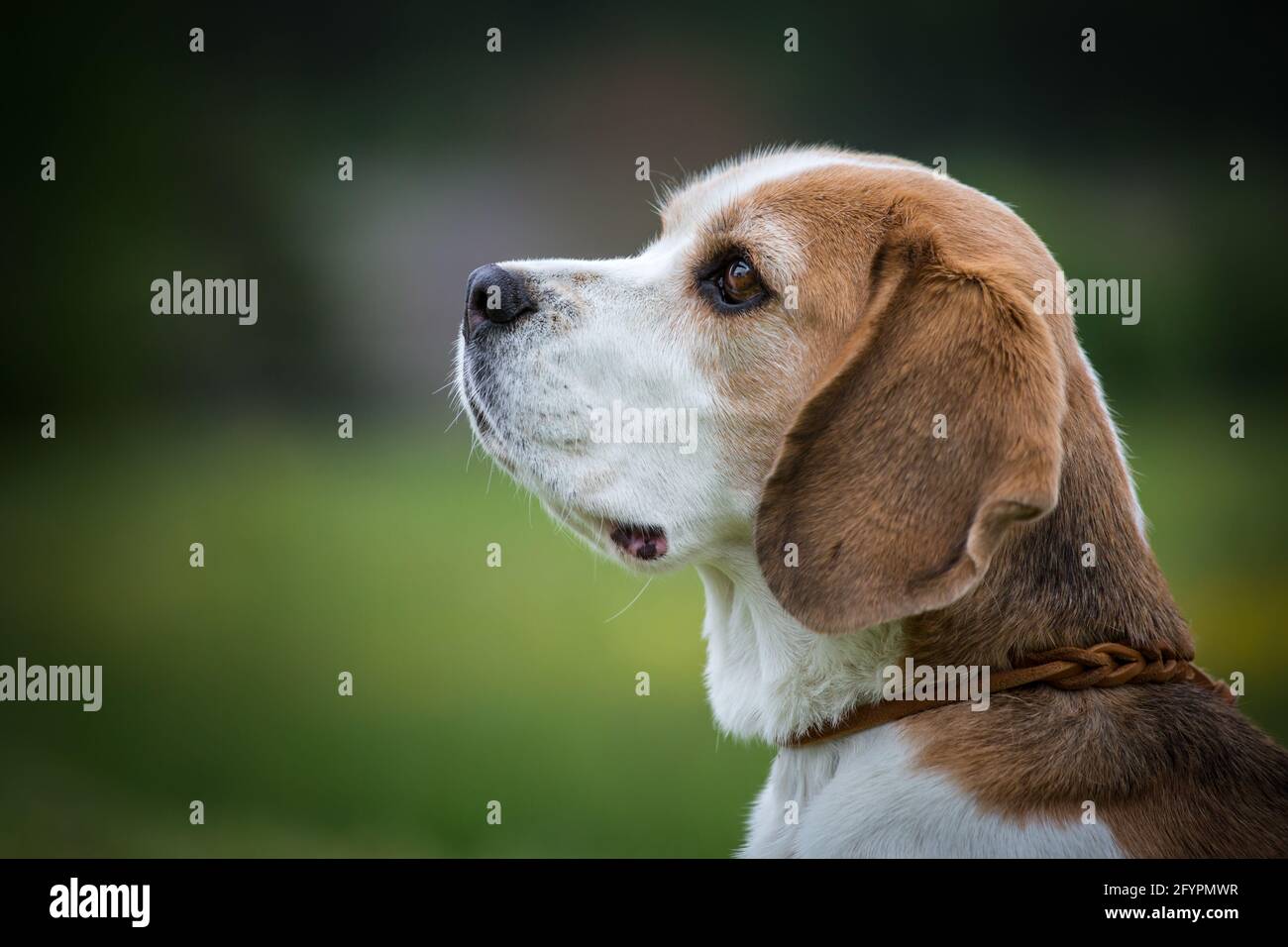 Beagle working hi-res stock photography and images - Alamy