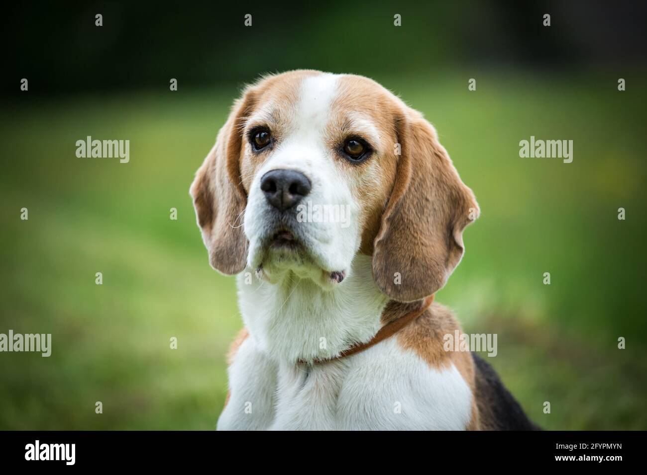 British beagle hi-res stock photography and images - Alamy