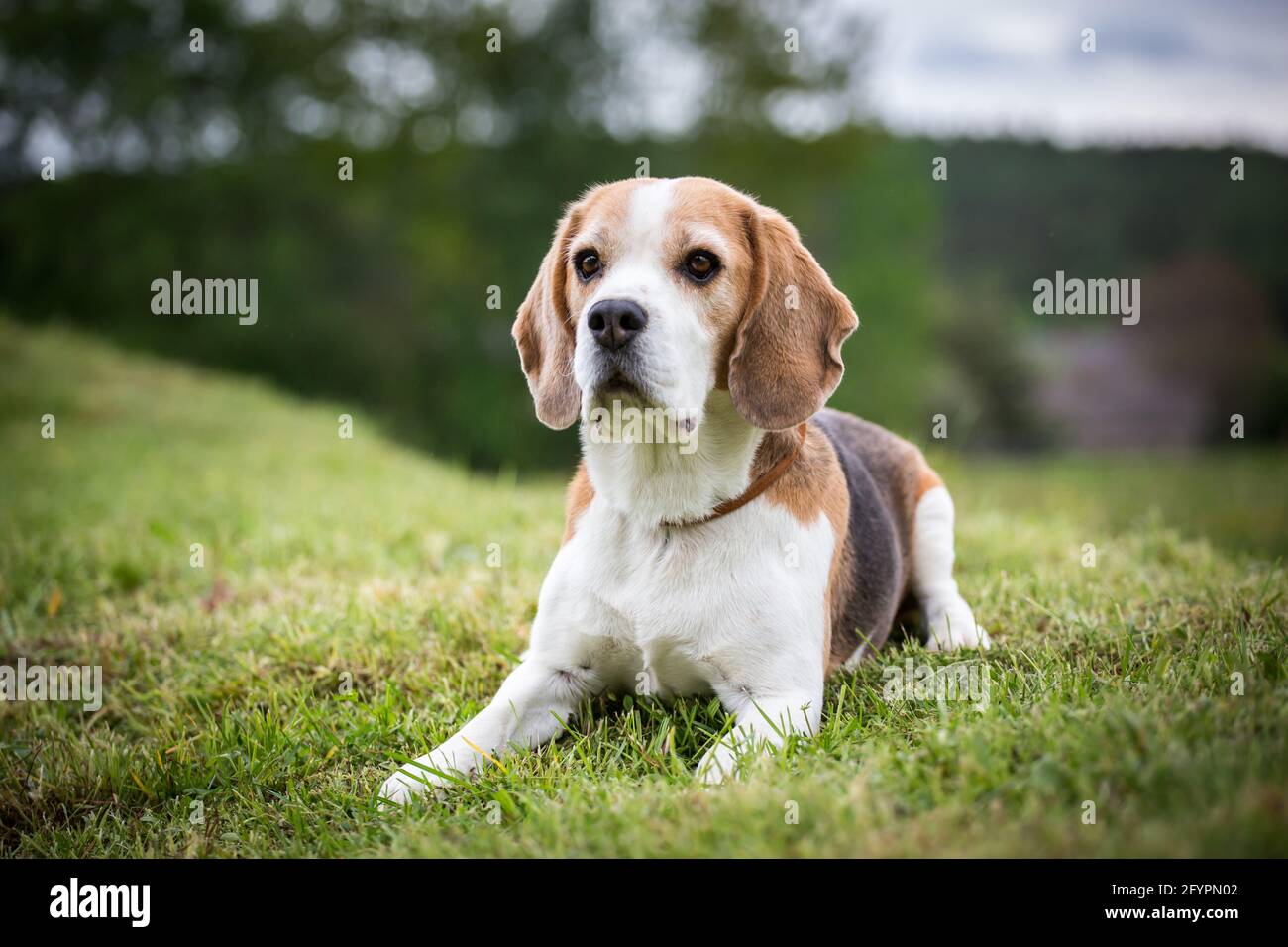 Beagle working hi-res stock photography and images - Alamy