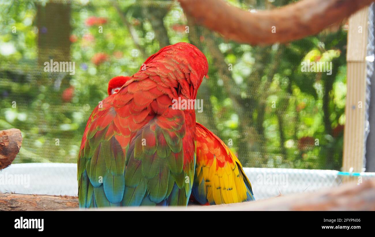 Green-winged macaw parrots hugging each other Stock Photo - Alamy