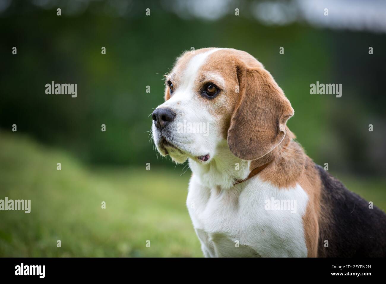 Tricolor beagle hi-res stock photography and images - Alamy