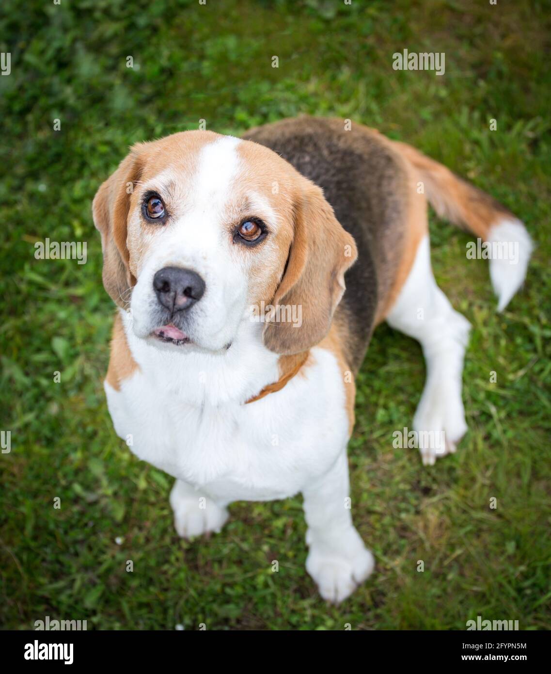 Beagle sitting hi-res stock photography and images - Alamy