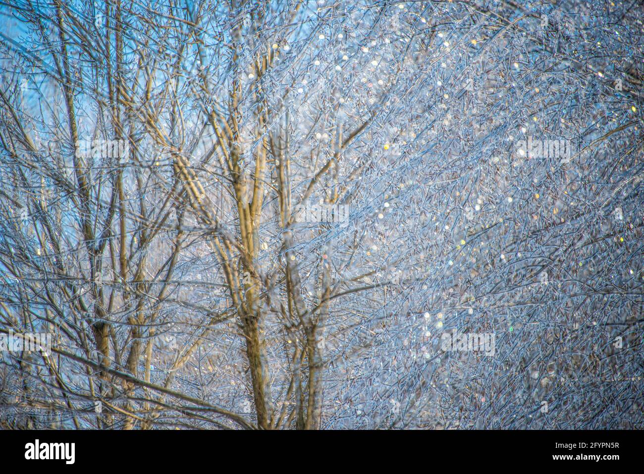 Ice covered trees with light refraction rainbows Stock Photo - Alamy