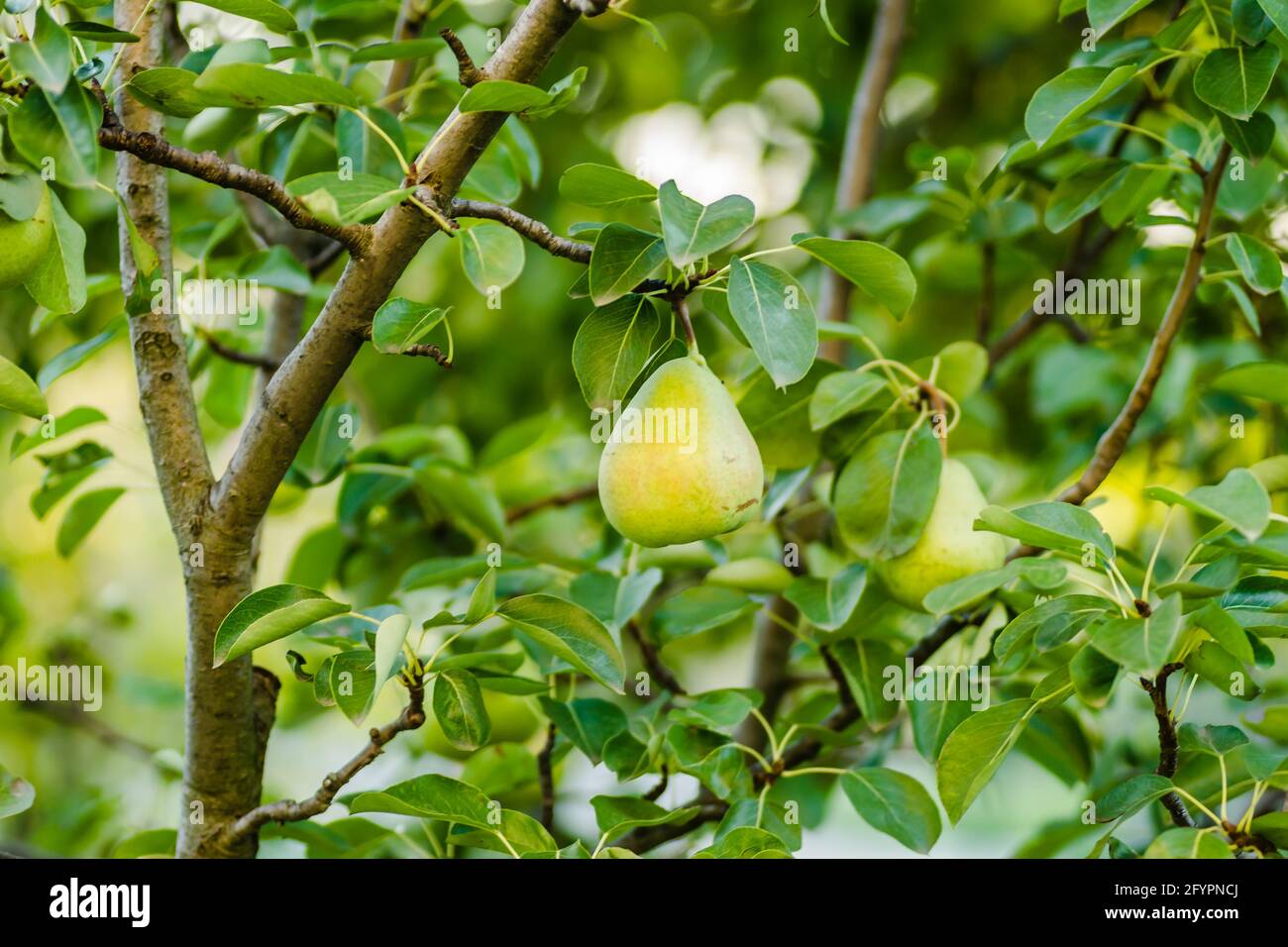 Pear fruits on the tree surrounded by leaves and branches of a tree ...