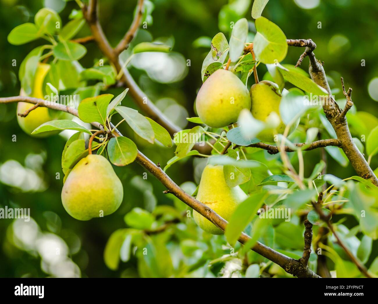 Pear fruits on the tree surrounded by leaves and branches of a tree ...