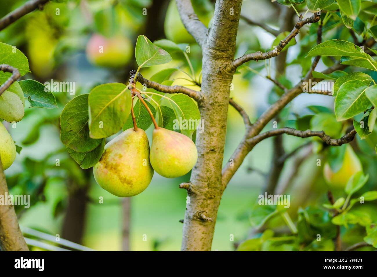 Pear fruits on the tree surrounded by leaves and branches of a tree ...