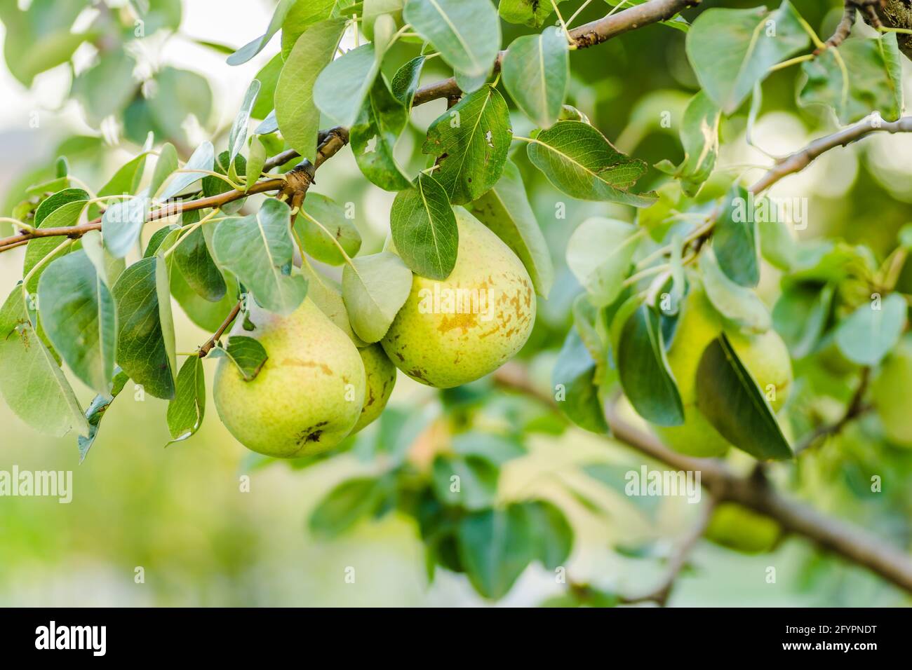 Pear fruits on the tree surrounded by leaves and branches of a tree ...