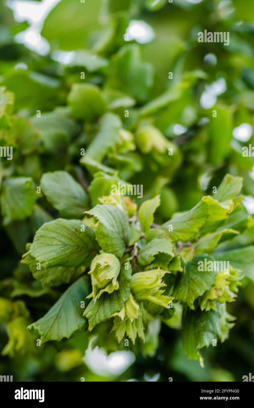 Hazelnut tree canopy, with young fruit Stock Photo - Alamy