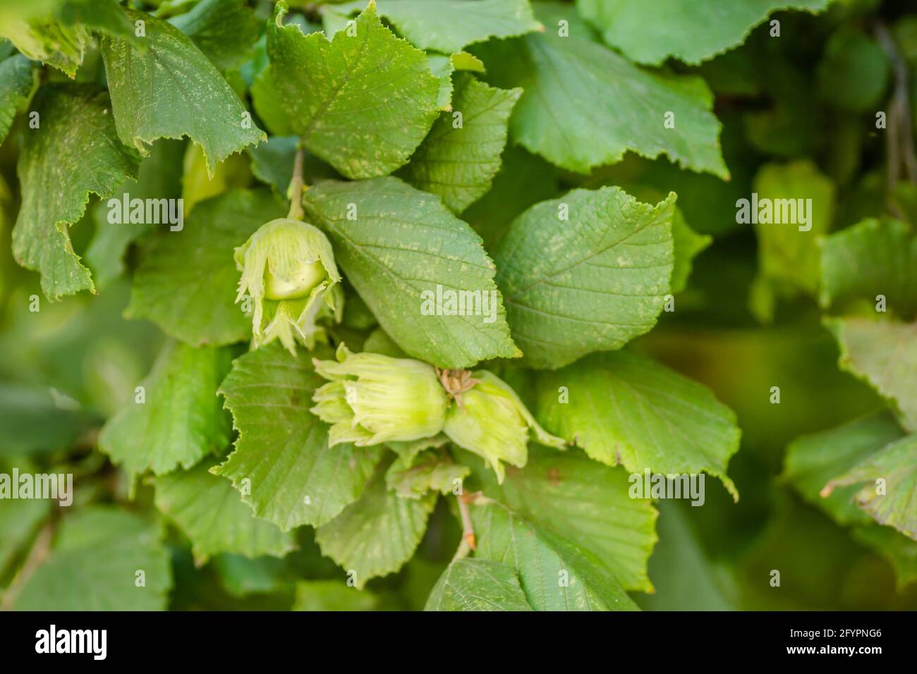 Hazelnut tree canopy, with young fruit Stock Photo - Alamy