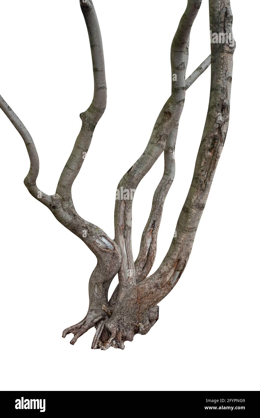 tree trunk isolated on a white background. High quality photo Stock ...