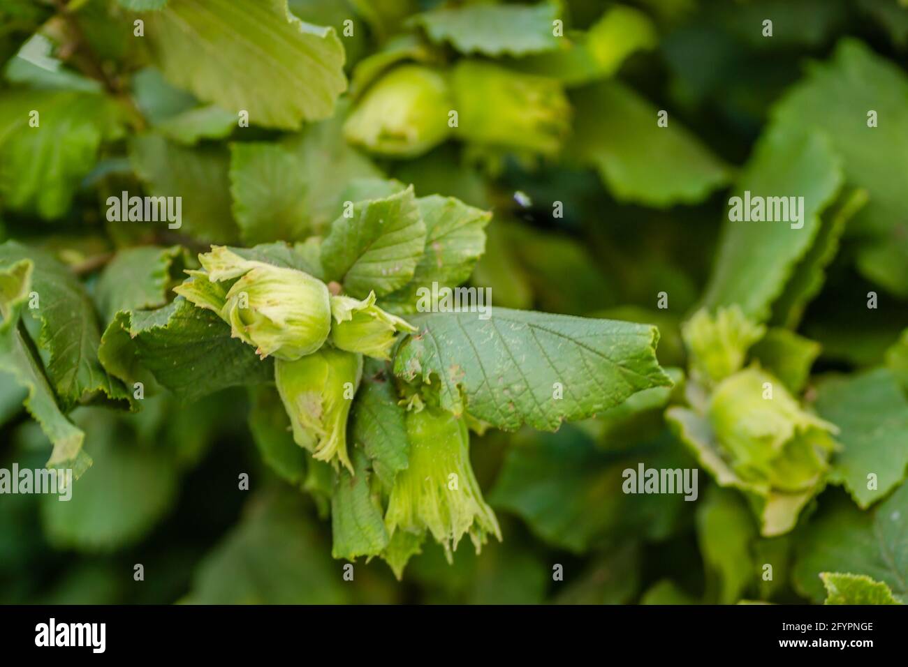 Hazel canopy hi-res stock photography and images - Alamy