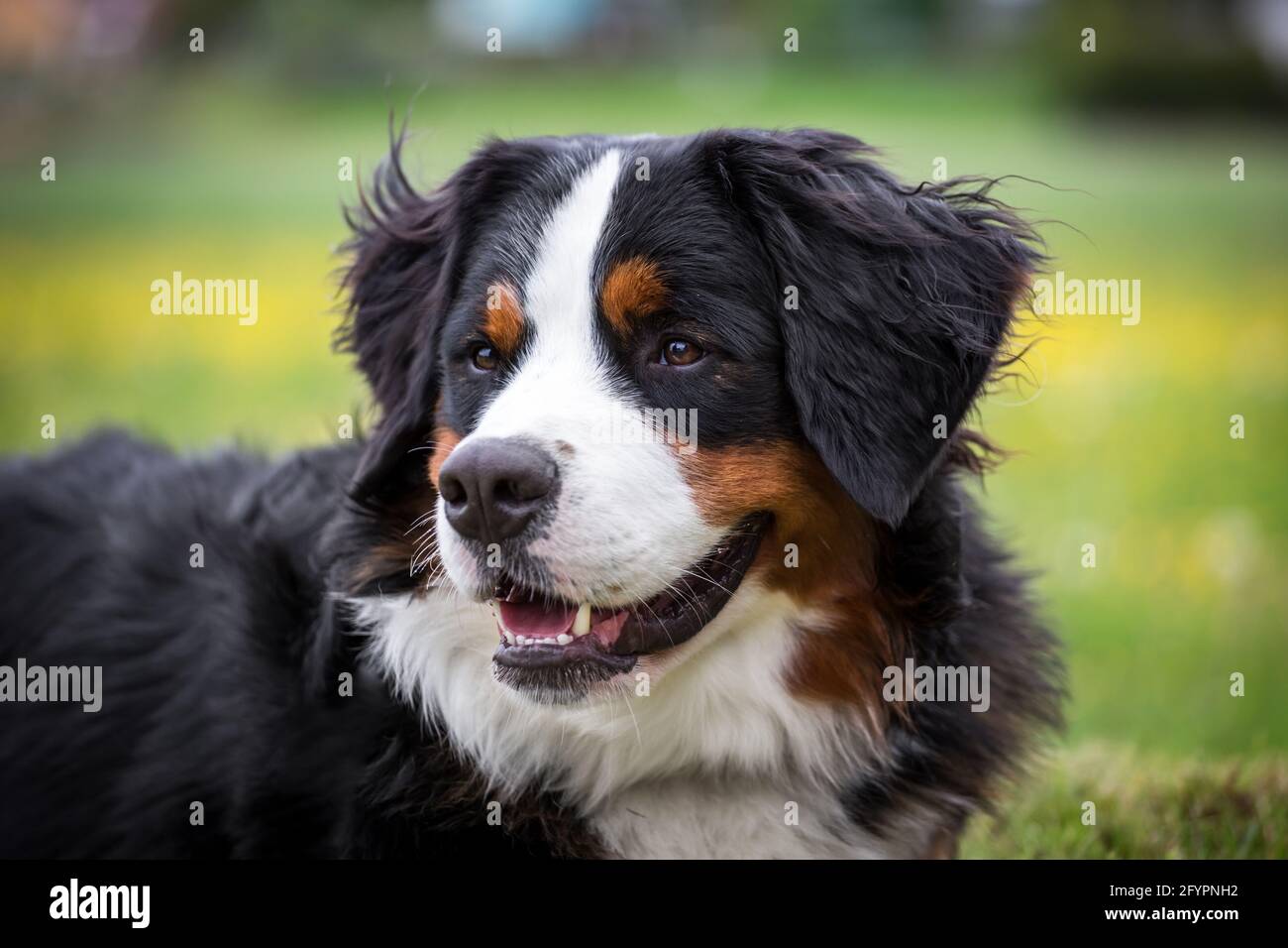 Big dog of bernese mountain dog hi-res stock photography and images - Alamy