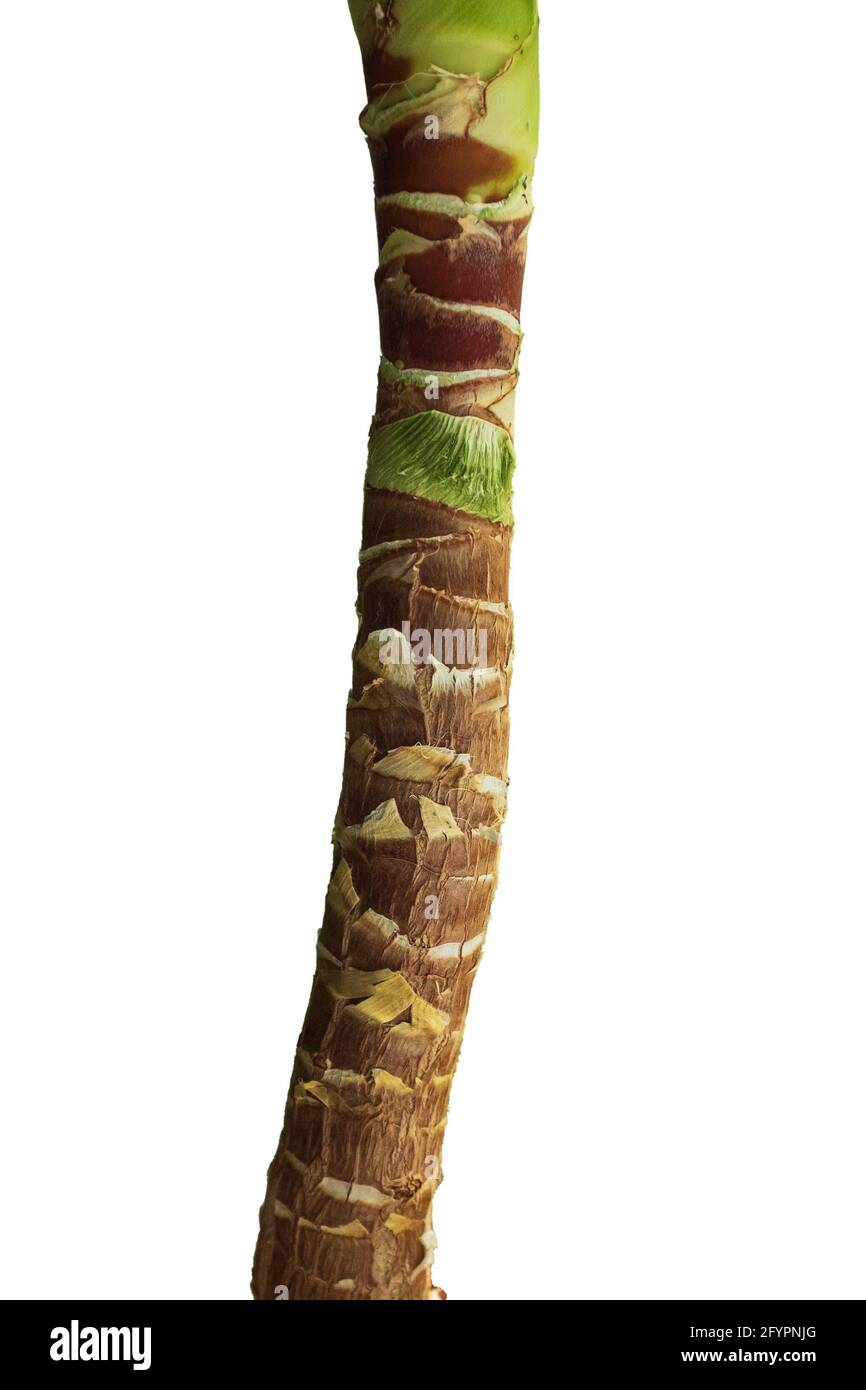 tree trunk isolated on a white background. High quality photo Stock ...