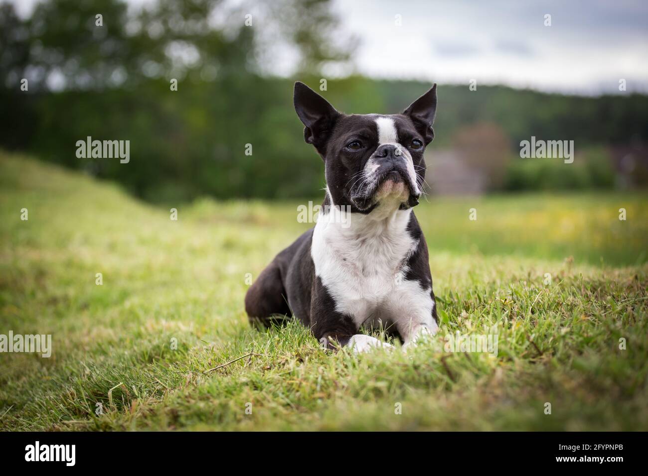 Portrait boston bulldog hi-res stock photography and images - Alamy
