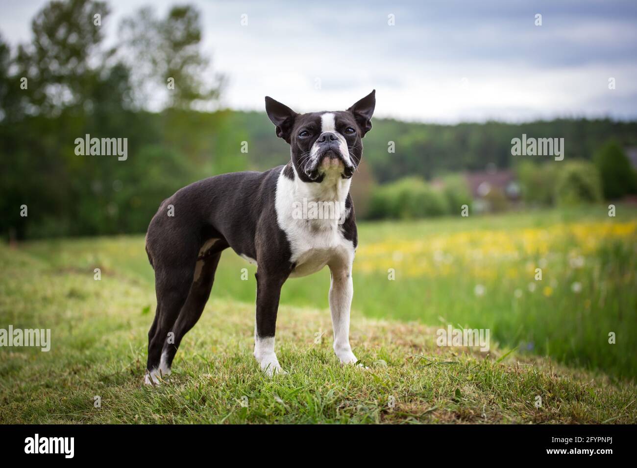 Boston bulldog hi-res stock photography and images - Alamy