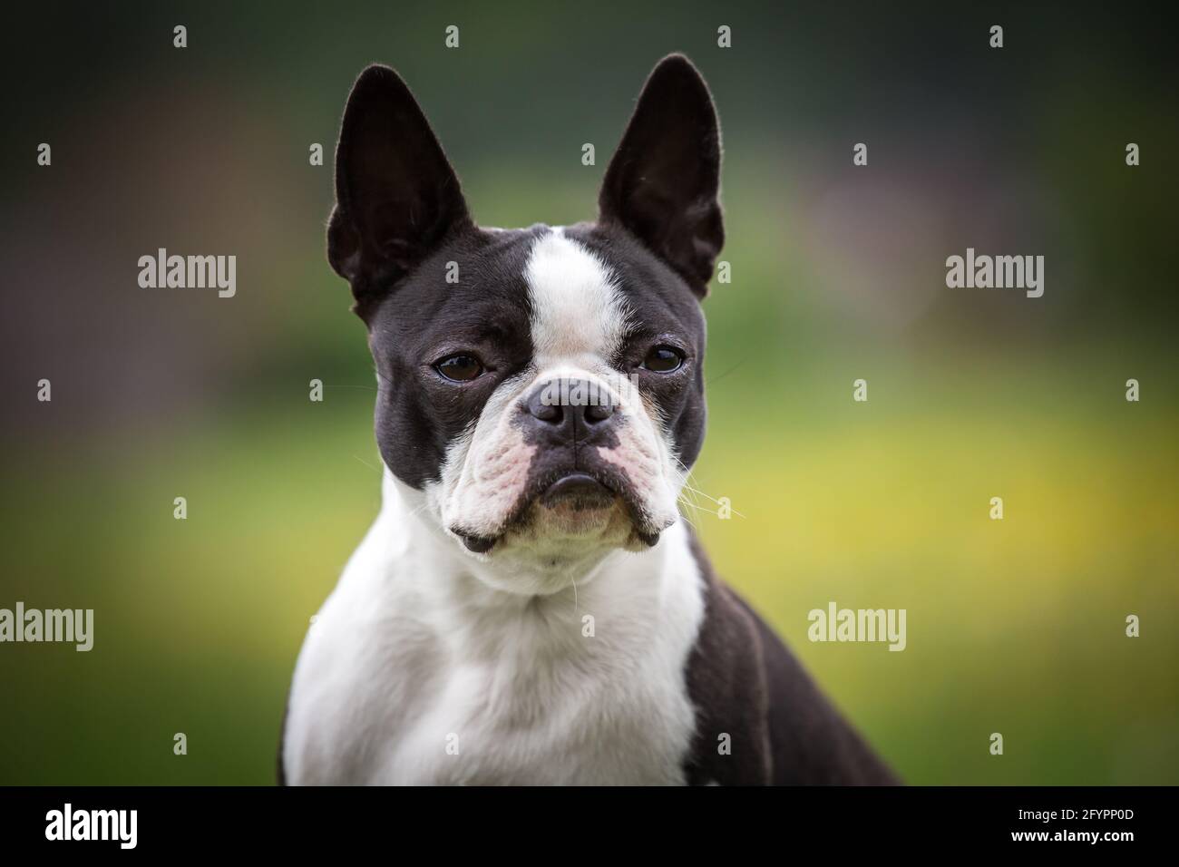Boston bulldog hi-res stock photography and images - Alamy