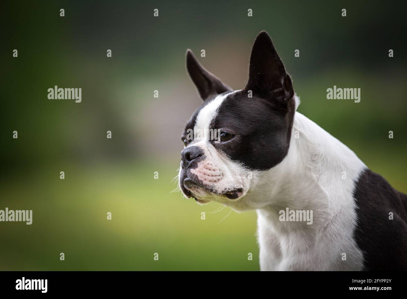 Boston bulldog hi-res stock photography and images - Alamy