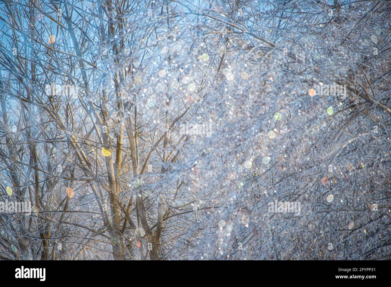 Ice covered trees with light refraction rainbows Stock Photo - Alamy