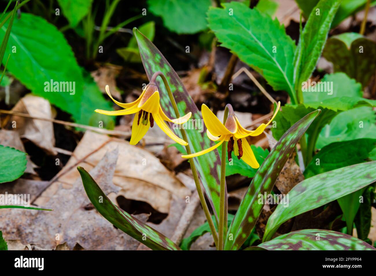 Trout lily hi-res stock photography and images - Alamy