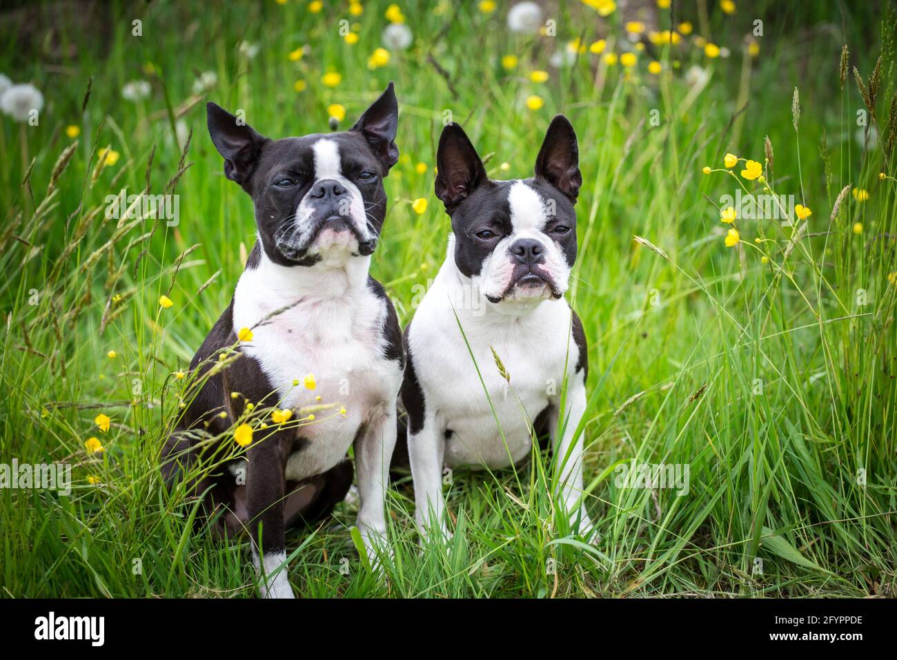Boston bulldog hi-res stock photography and images - Alamy