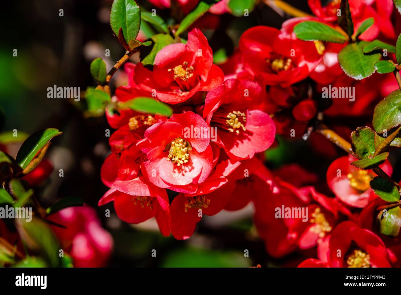 Chinese quince hi-res stock photography and images - Alamy
