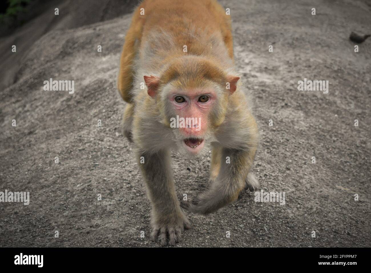 Angry monkey hi-res stock photography and images - Alamy