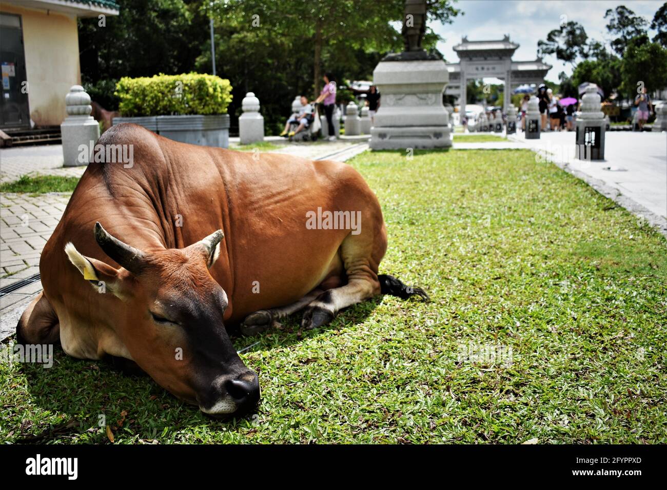 Cow relaxes in Hong Kong Stock Photo - Alamy