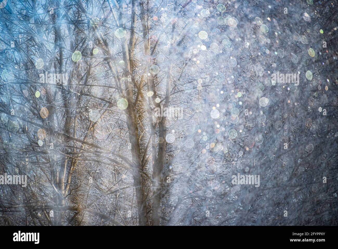 Ice covered trees with light refraction rainbows Stock Photo - Alamy