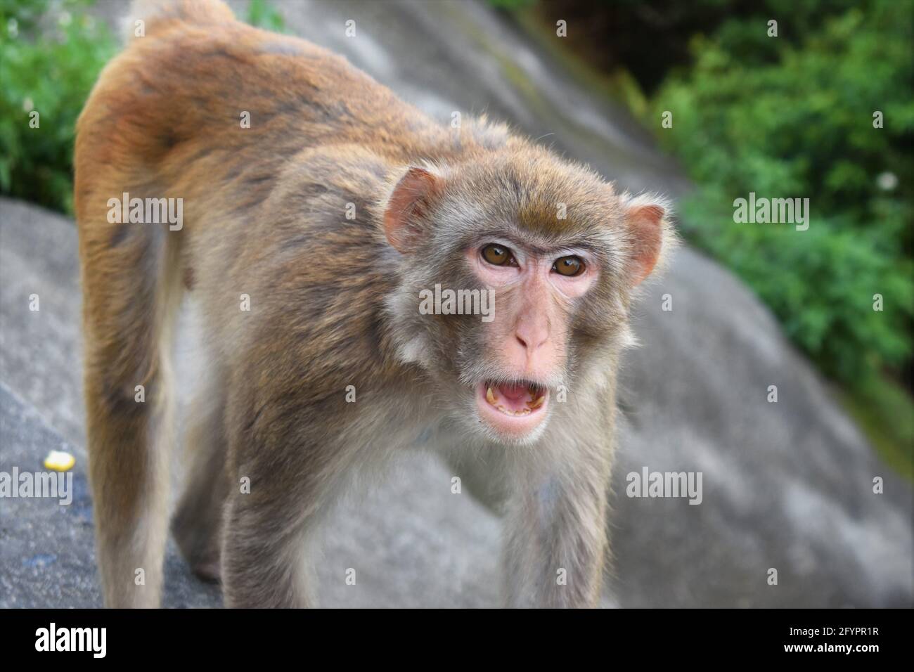 Angry monkey hi-res stock photography and images - Alamy