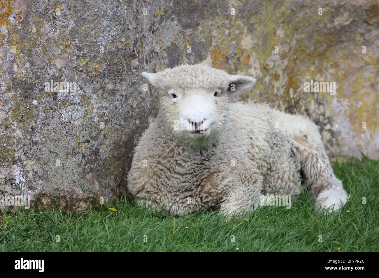 Romneyschaf / Romney sheep / Ovis Stock Photo - Alamy