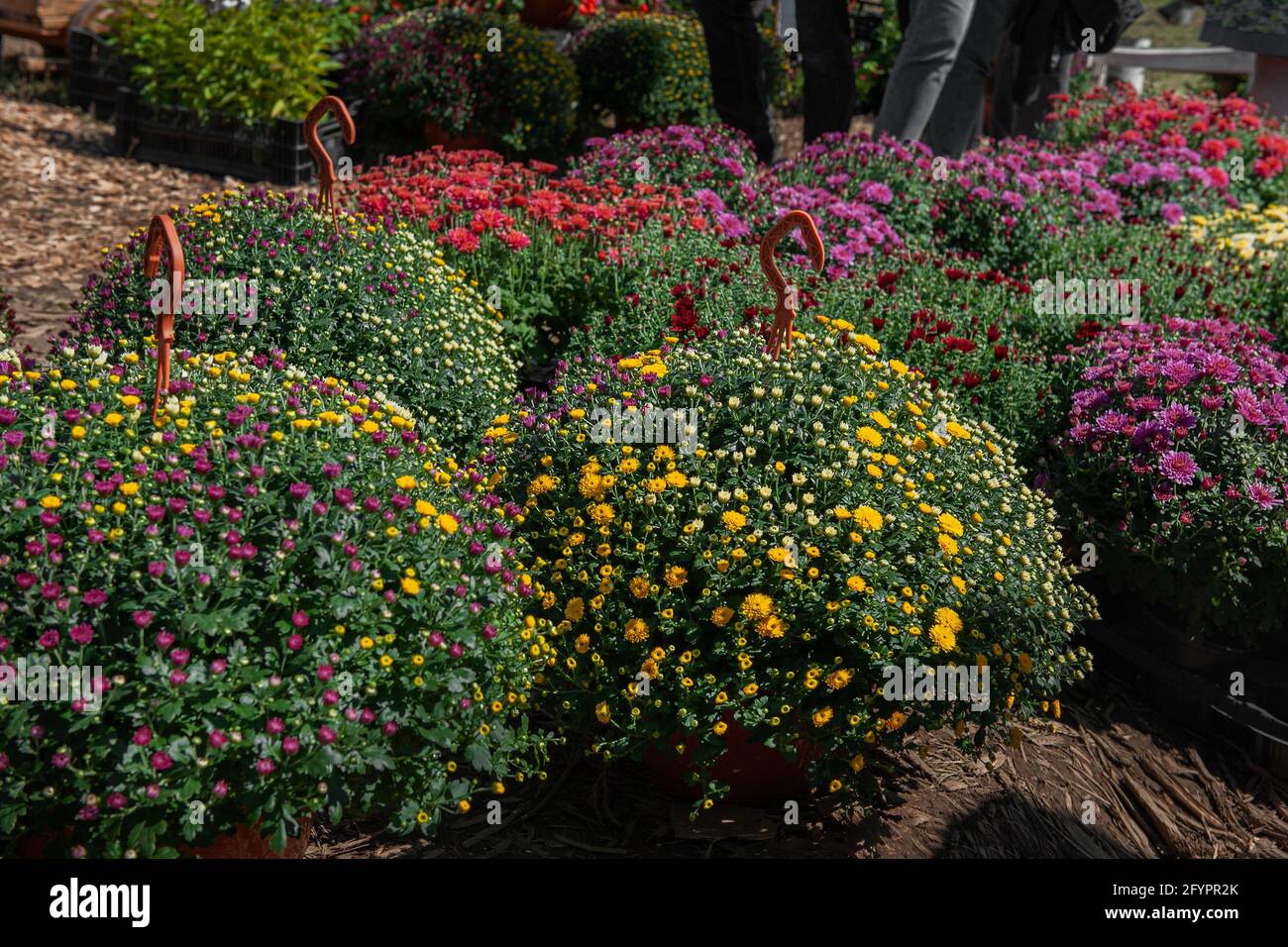 Full-frame view of various chrysanthemums. Flowers and buds of ...