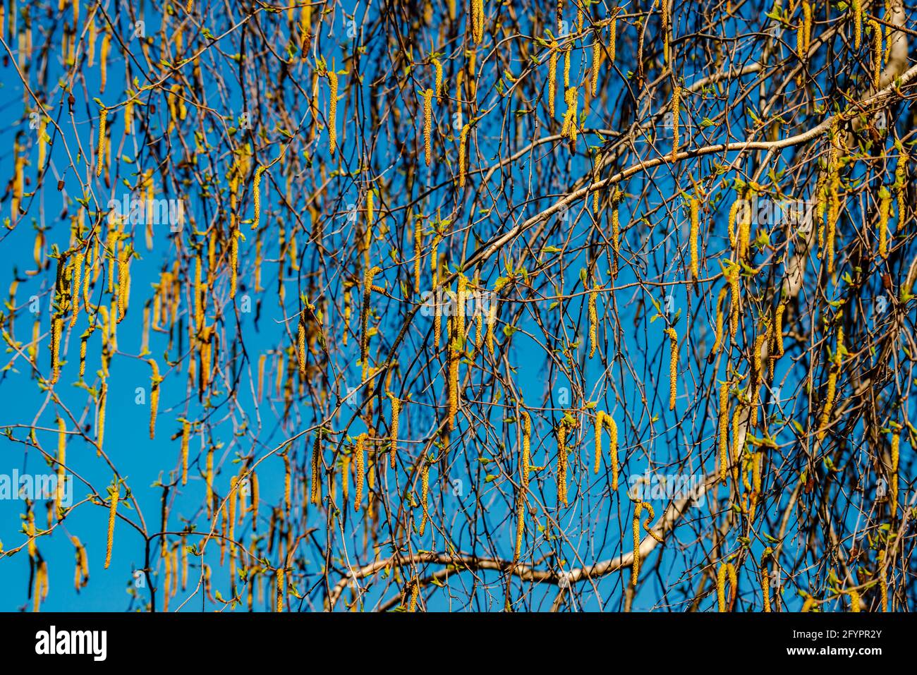 Tree catkins in the springtime Stock Photo - Alamy