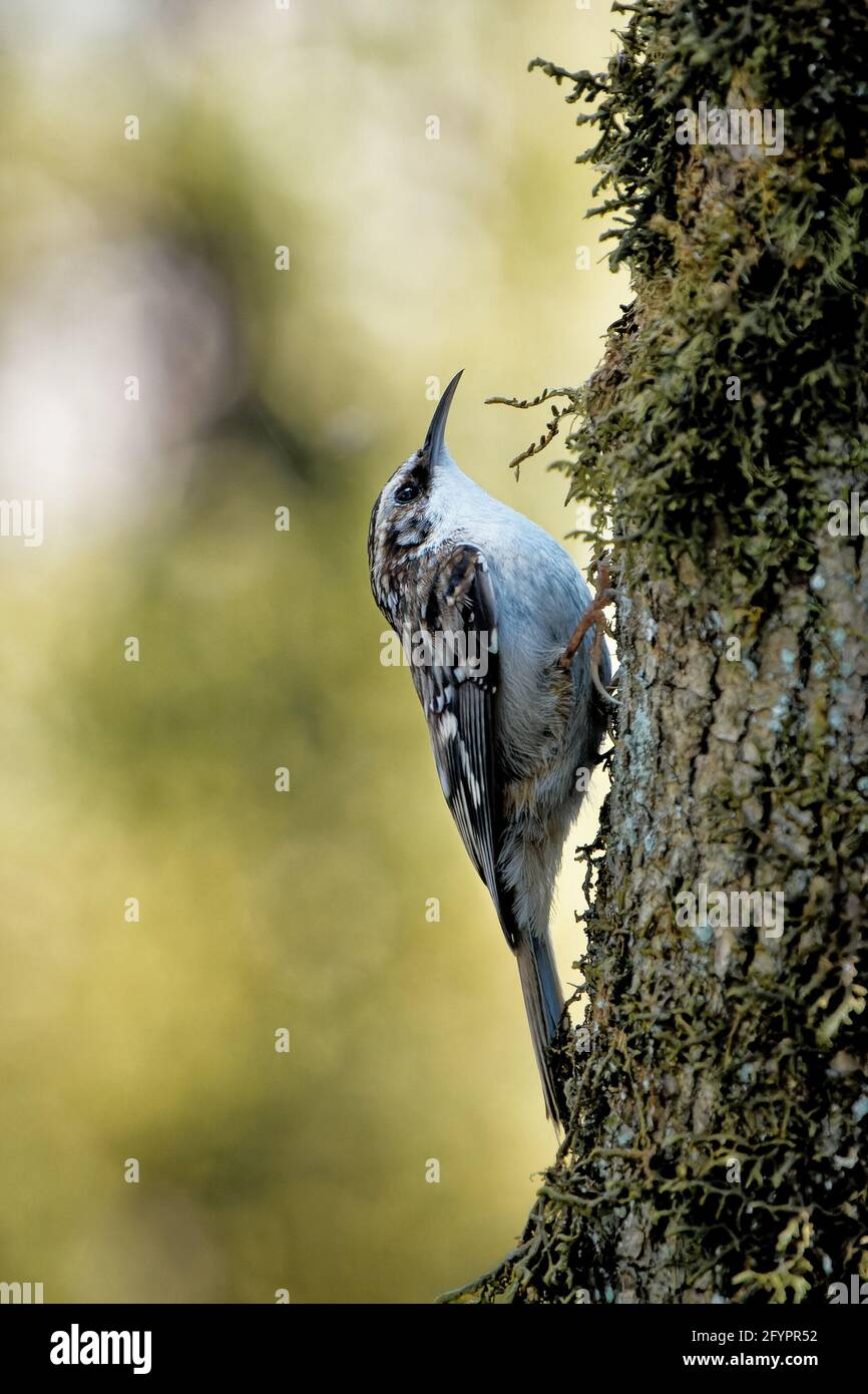 Treecreeper species hi-res stock photography and images - Alamy