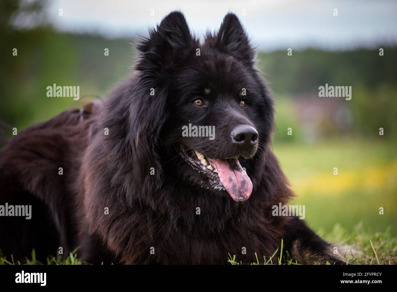 Eurasian head hi-res stock photography and images - Alamy
