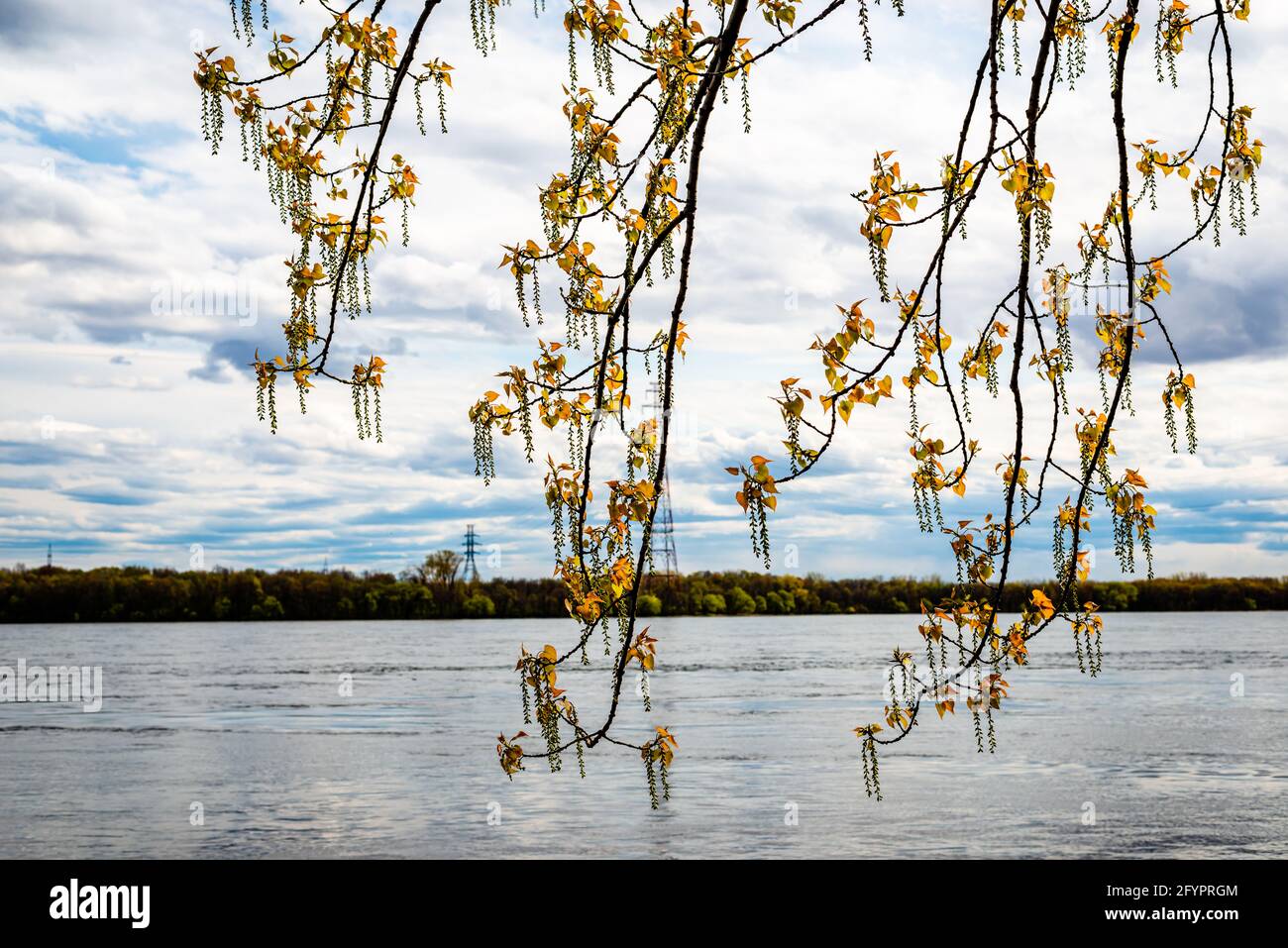 Oak tree catkins hi-res stock photography and images - Alamy