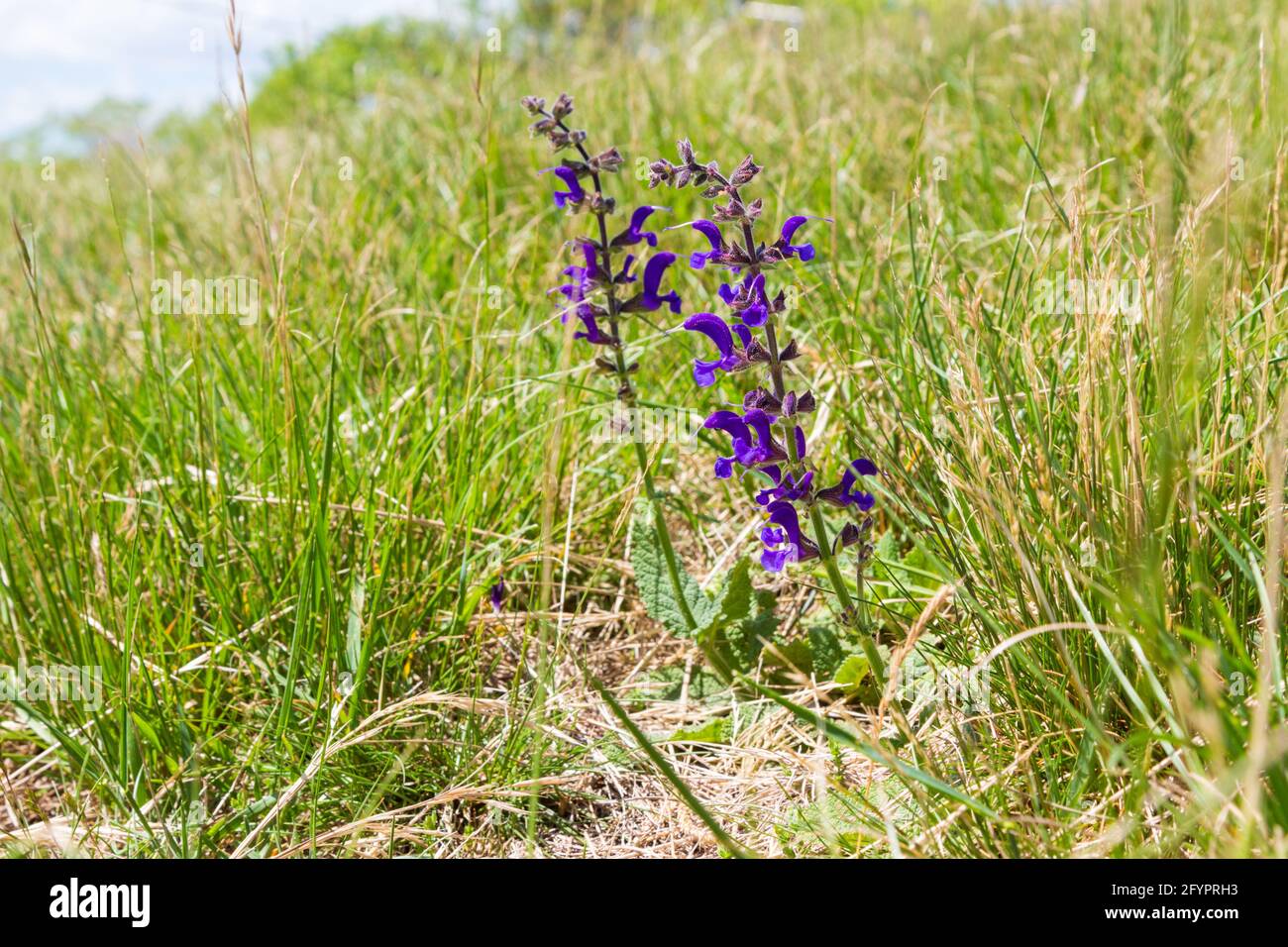 Sage grass hi-res stock photography and images - Alamy